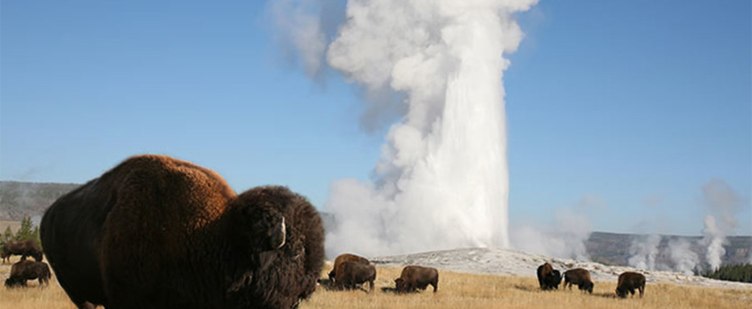 Old Faithful Geyser in Yellowstone National Park | Destination Montana