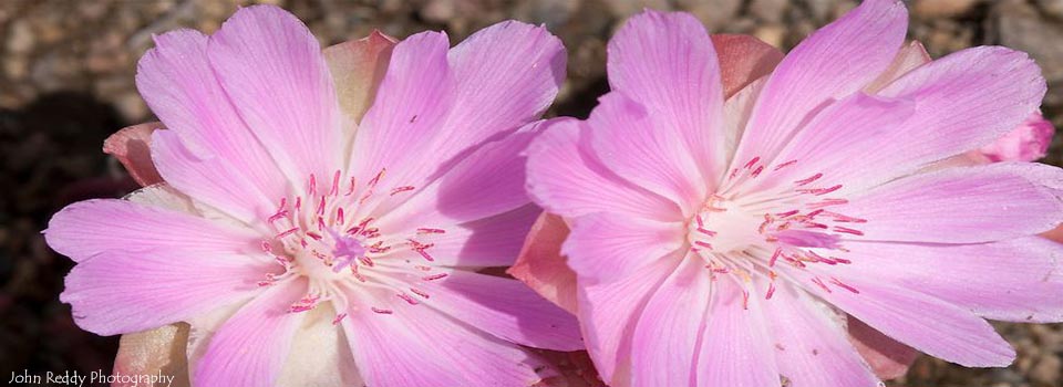 The Bitterroot Valley, Montana | Destination Montana