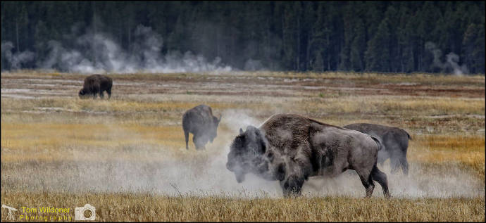 Buffalo in Yellowstone | Destination Montana